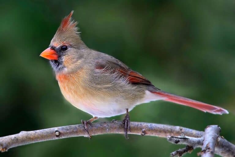 Facts About the Female Cardinal (With Pictures!)