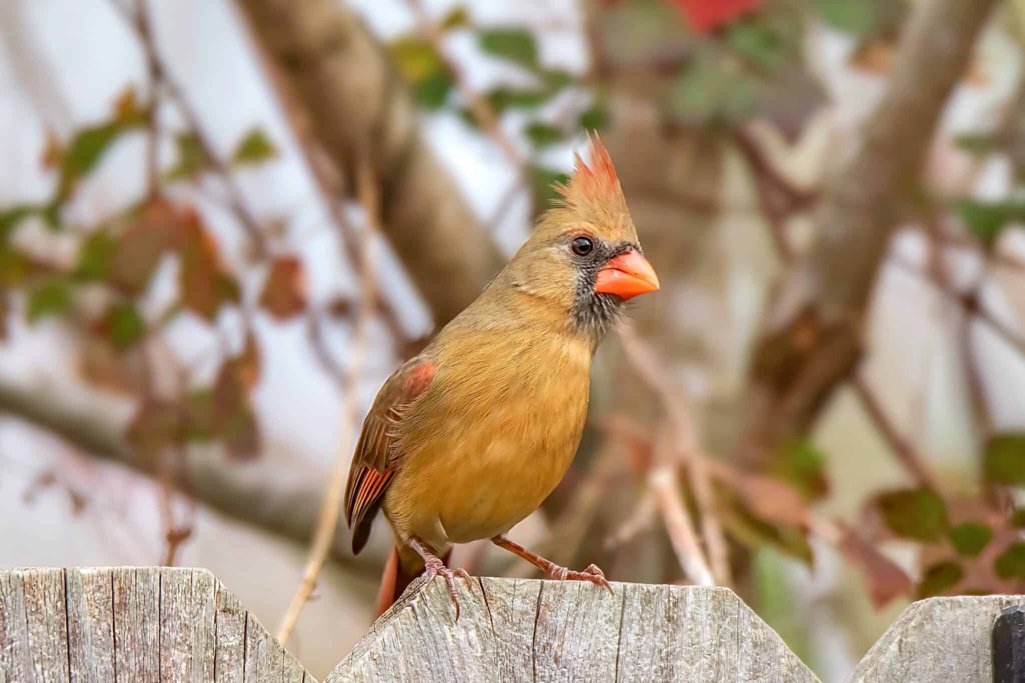 Facts About the Female Cardinal (With Pictures!)