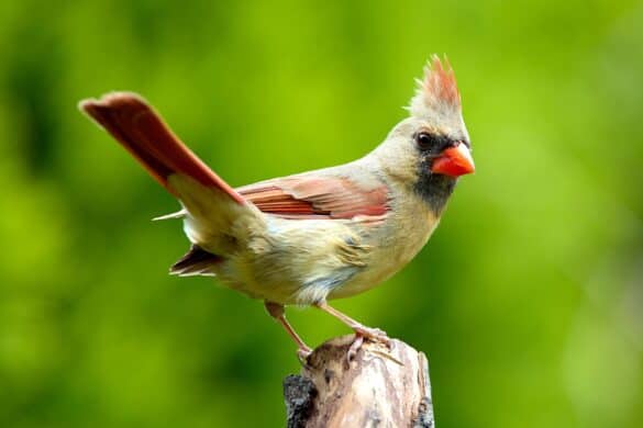 Facts About the Female Cardinal (With Pictures!)