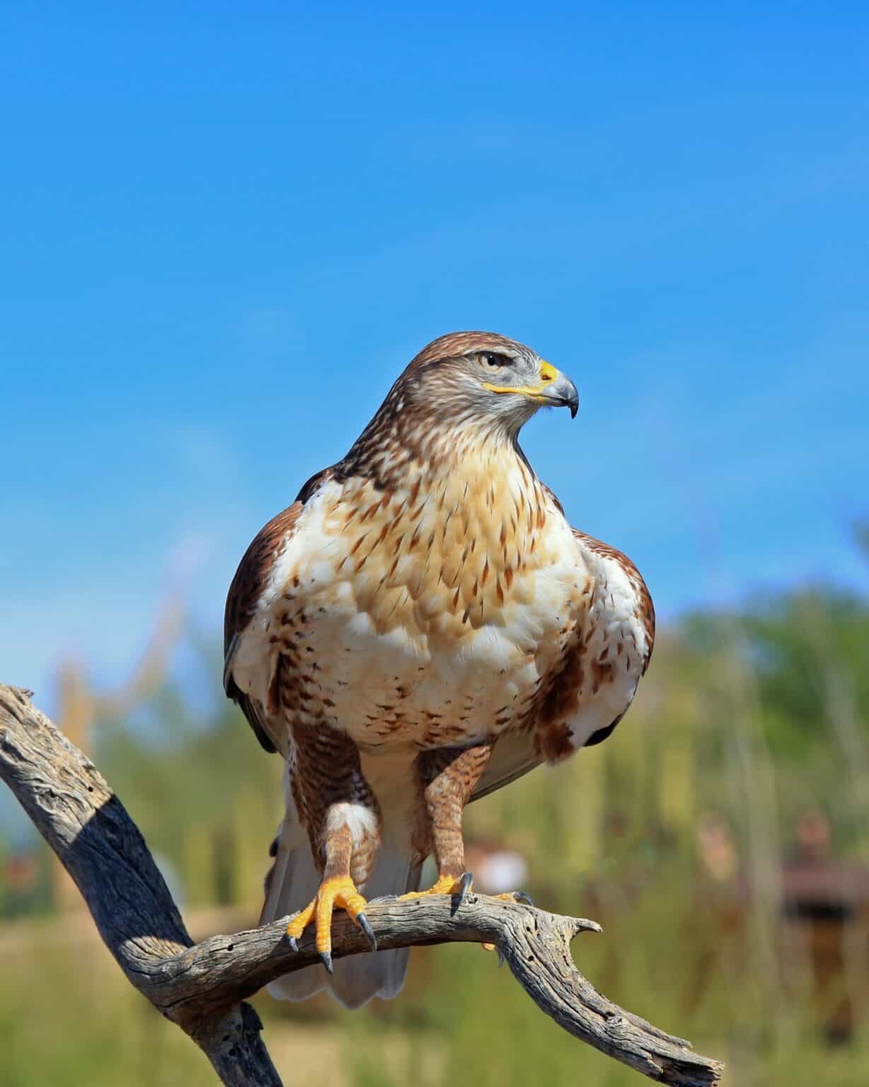 12 Amazing Hawks With White Heads
