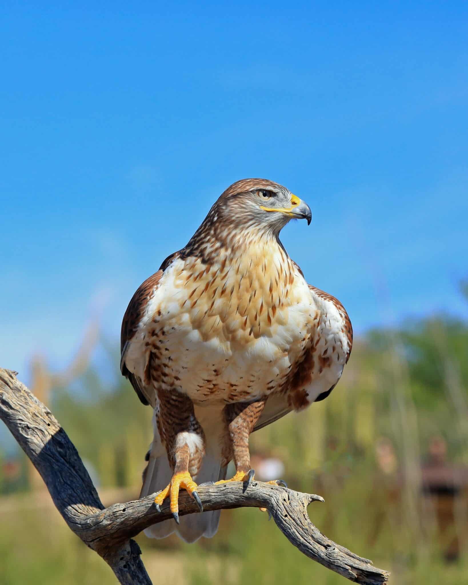 12 Amazing Hawks With White Heads