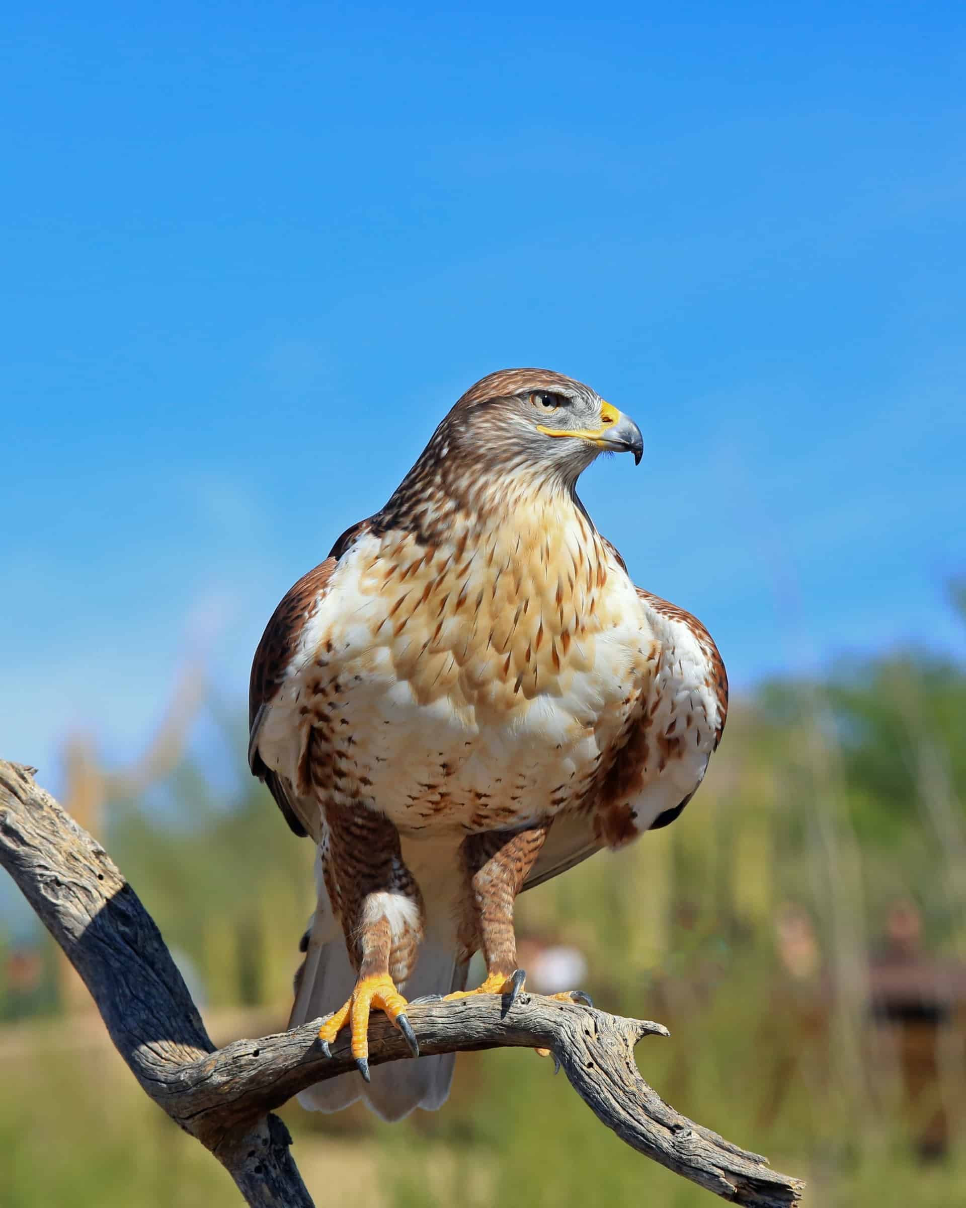 12 Amazing Hawks With White Heads