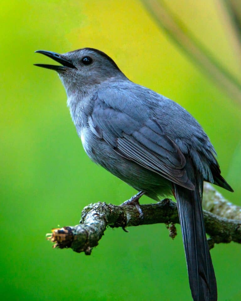 40 Birds That Lay Blue Eggs (With Pictures) - Bird Helpful