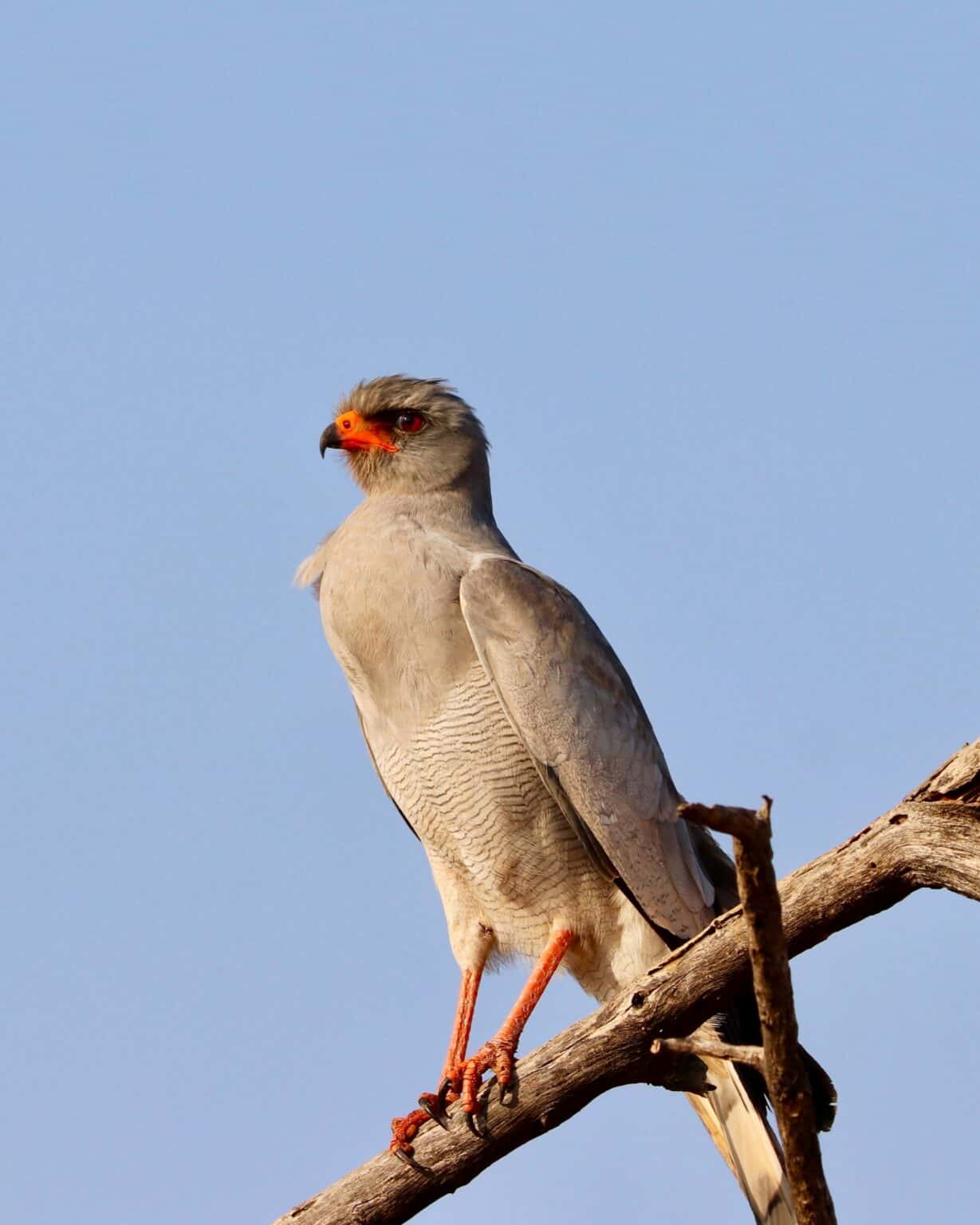12 Amazing Hawks With White Heads