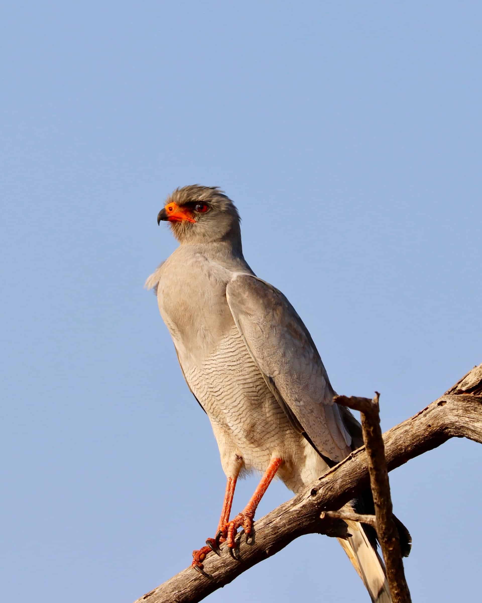 12 Amazing Hawks With White Heads