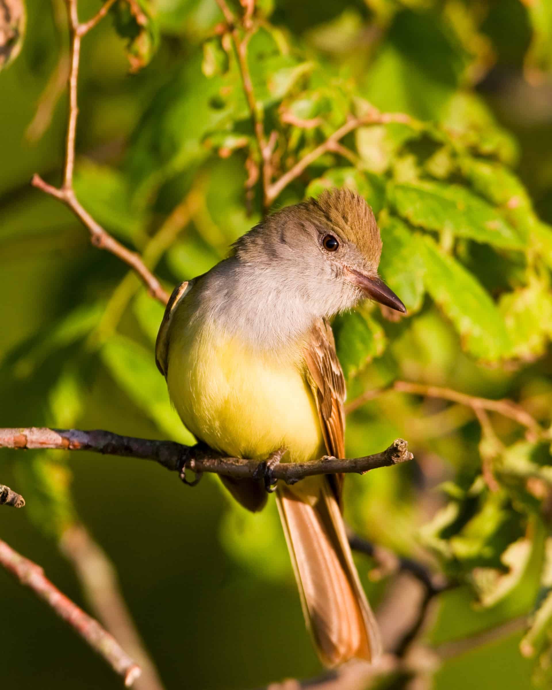 Top 18 Birds With Crests of North America