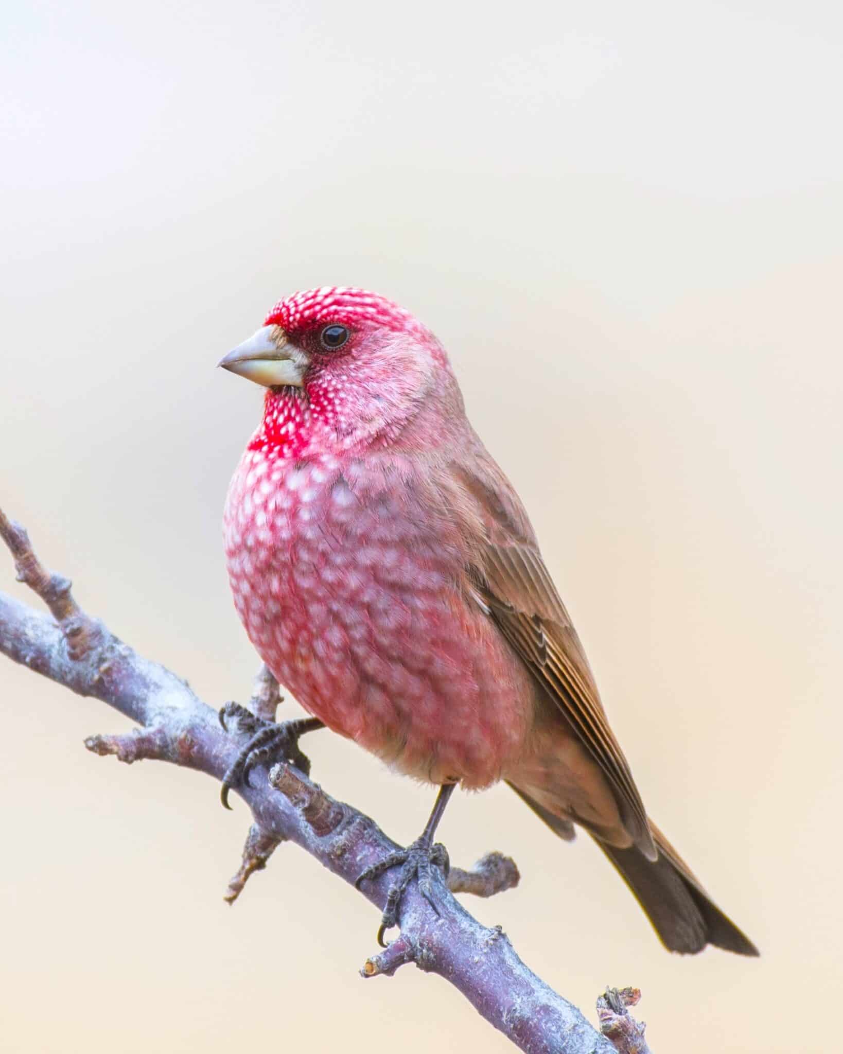 16 Red Birds That Aren’t Cardinals (With Pictures) - Bird Helpful