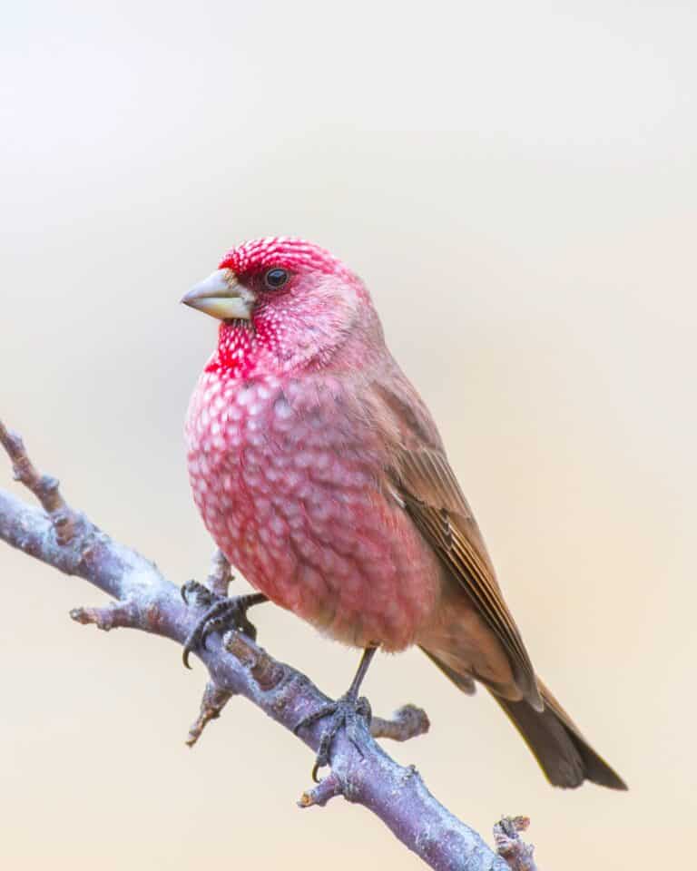 16 Red Birds That Aren’t Cardinals (With Pictures) - Bird Helpful
