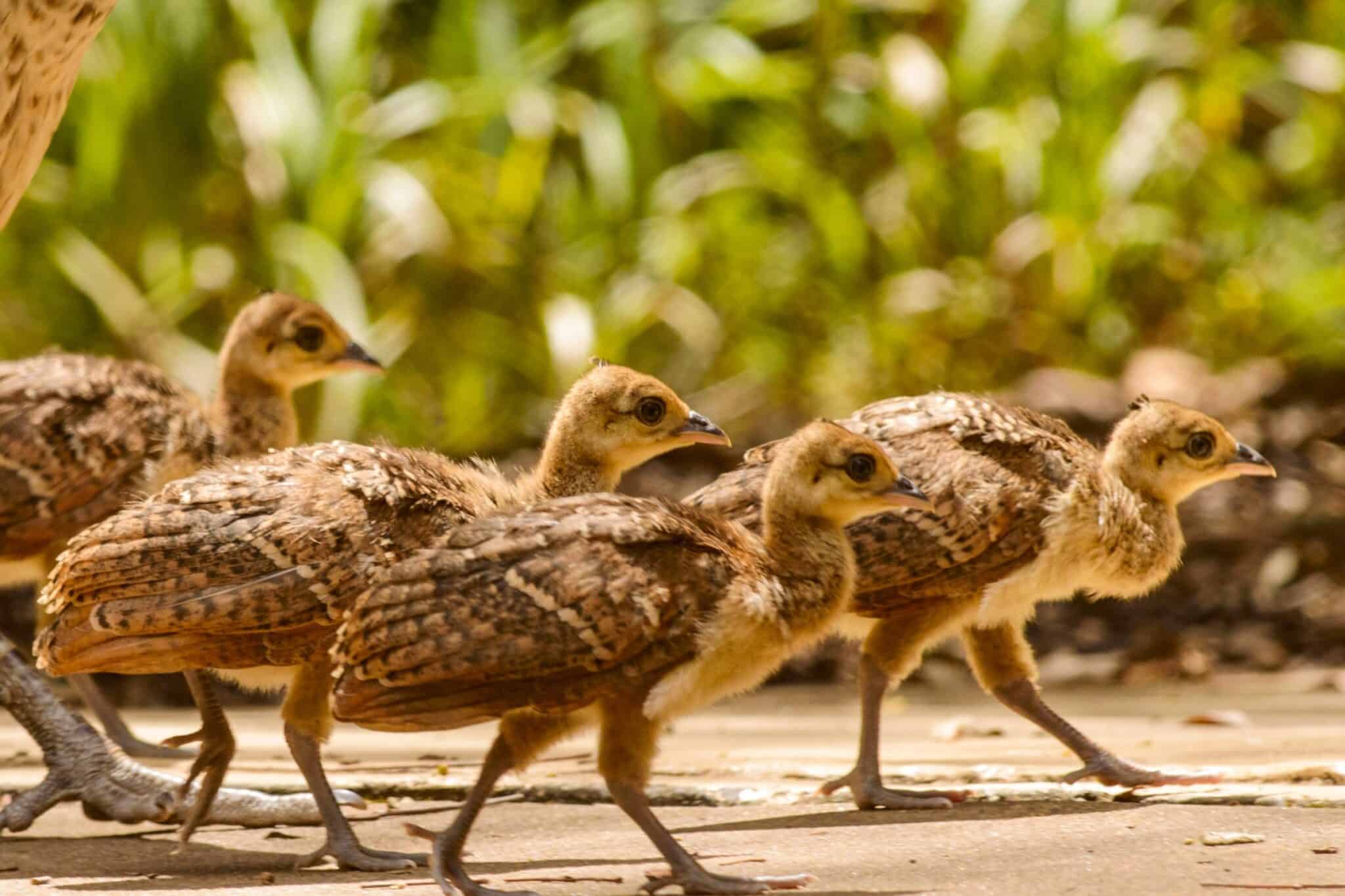Baby Peacocks: All You Need to Know (With Pictures)