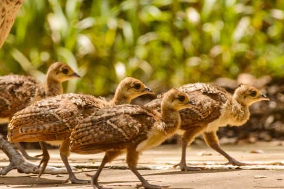 Baby Peacocks: All You Need to Know (With Pictures)