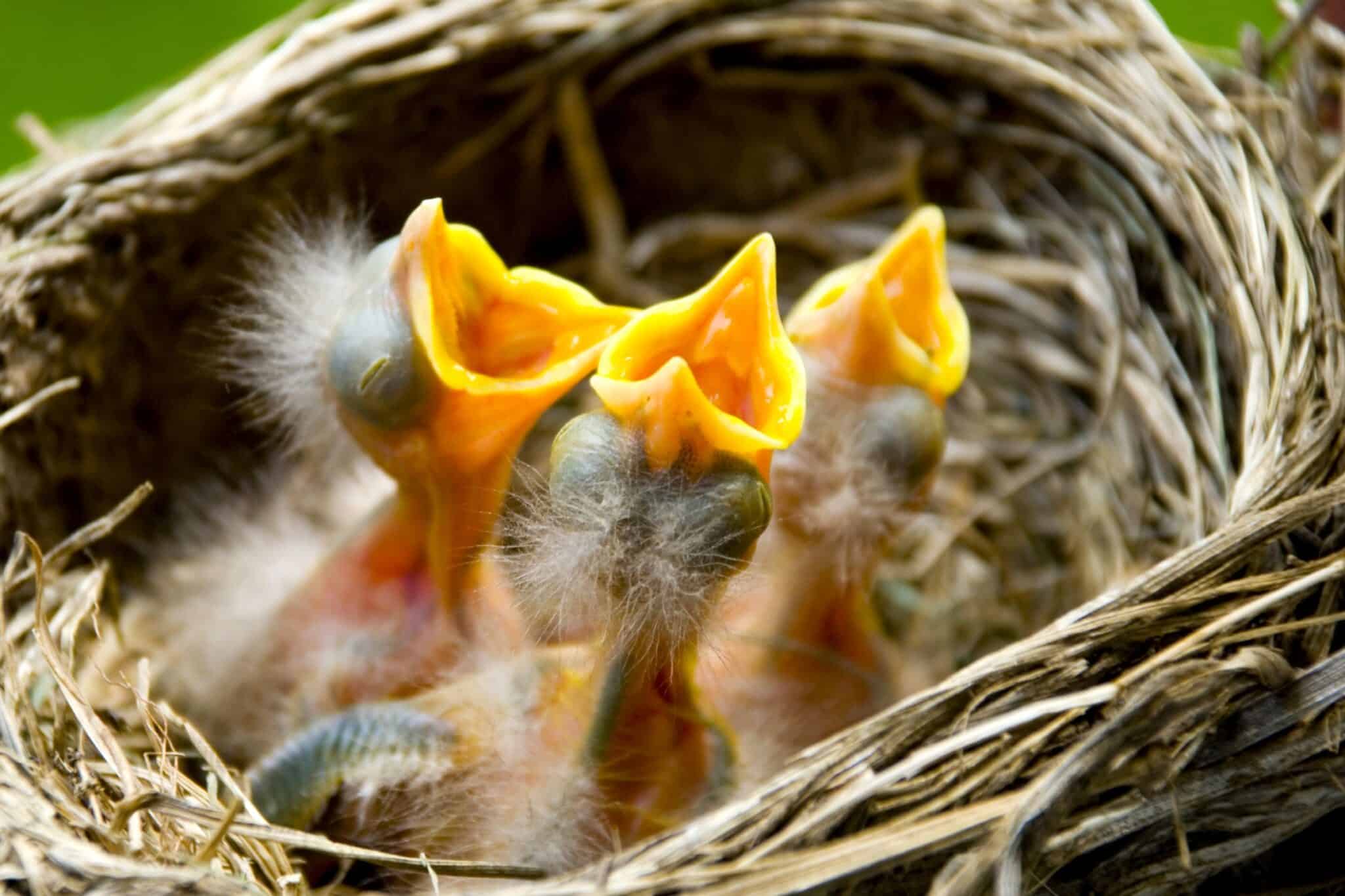 Baby Robins: All the Facts You Need (With Pictures)