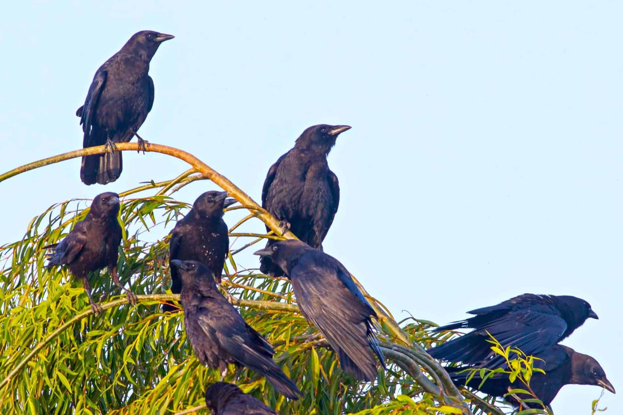Why Is a Group of Crows Called a Murder? (The Story Behind It)