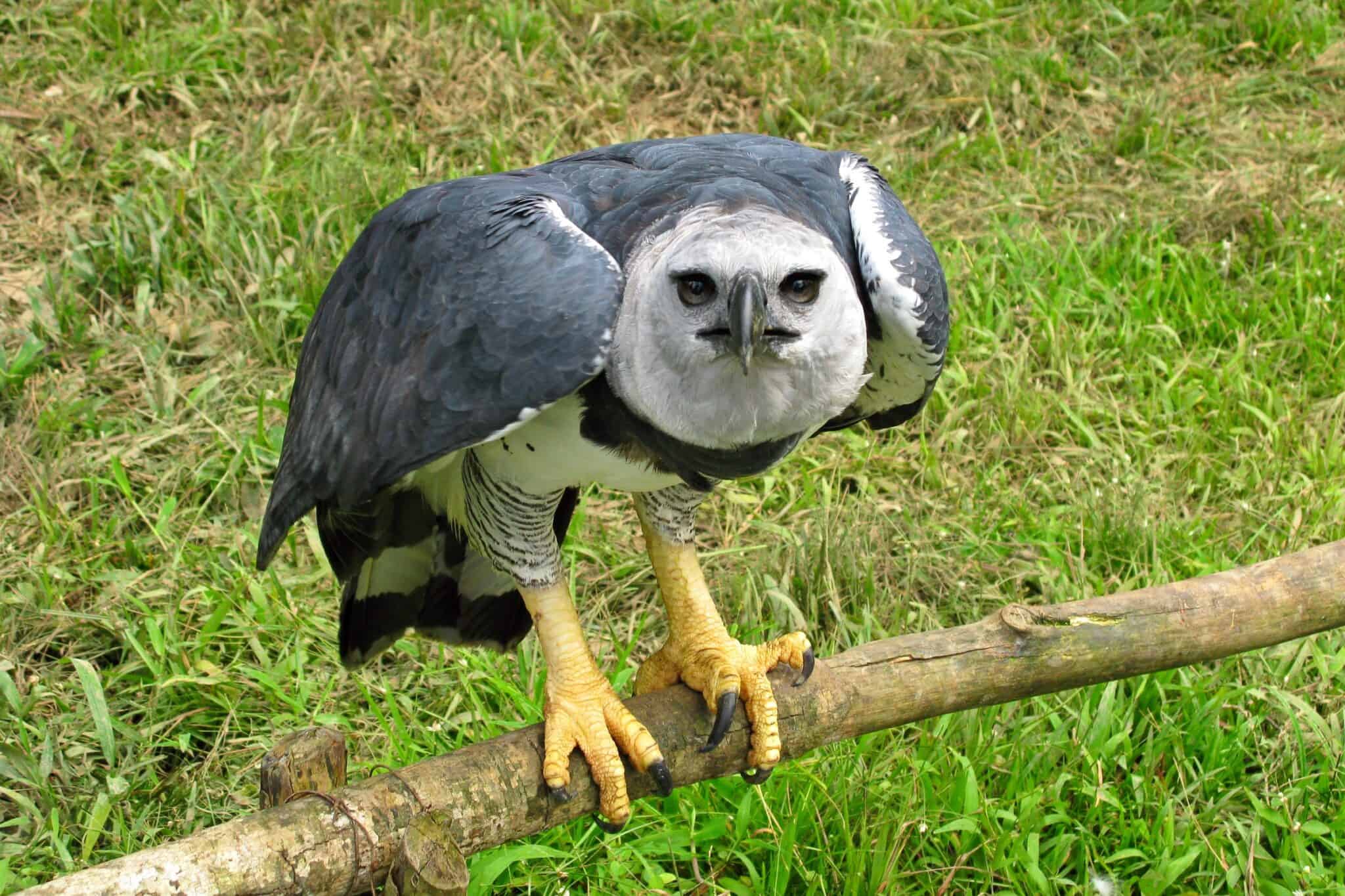 Harpy Eagle Talons: Everything You Need to Know
