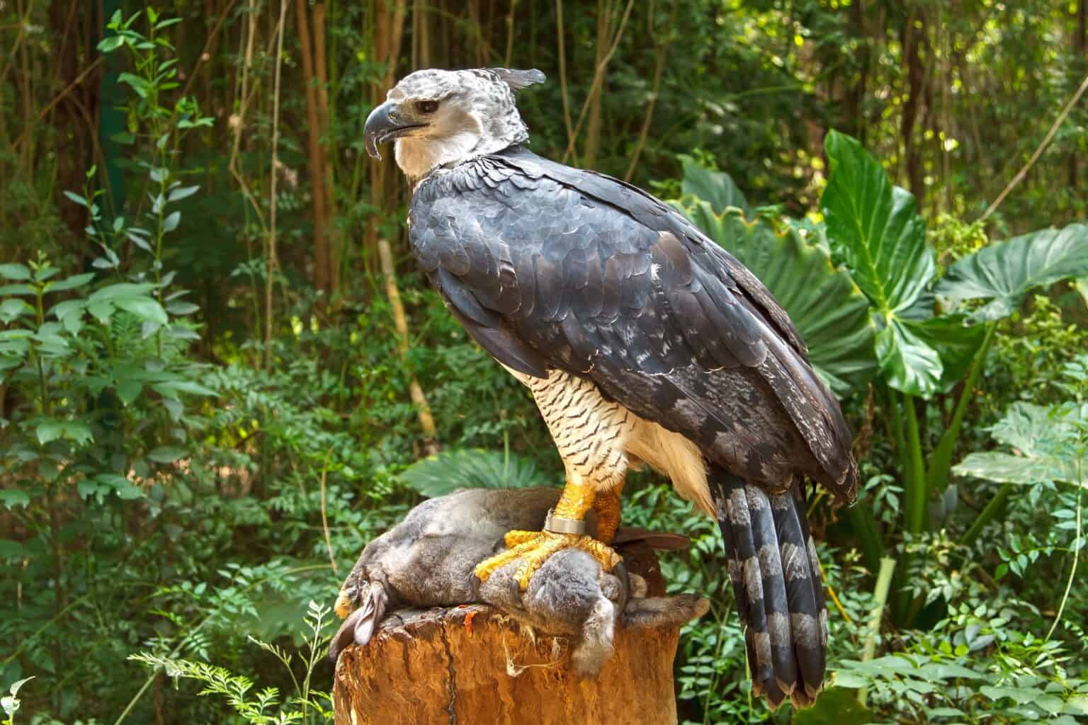 Harpy Eagle Talons: Everything You Need to Know