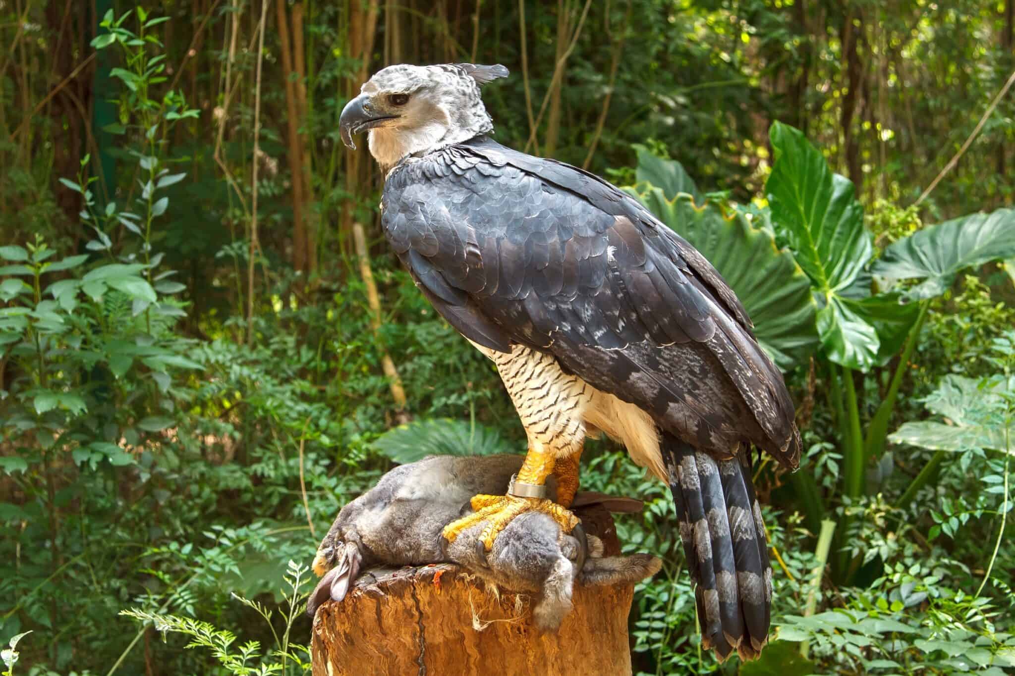 Harpy Eagle Talons: Everything You Need to Know