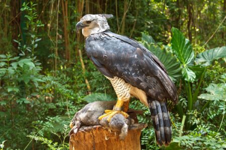 Harpy Eagle Talons: Everything You Need to Know