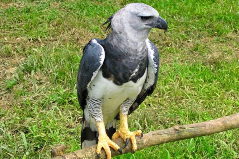Harpy Eagle Talons: Everything You Need to Know