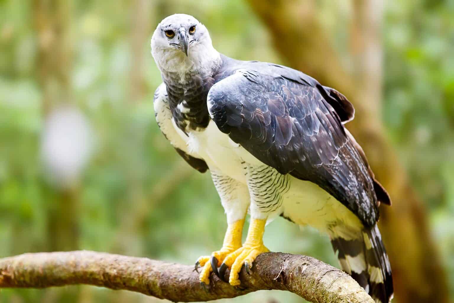 Harpy Eagle Talons: Everything You Need to Know