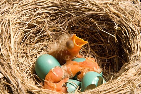 Robin Eggs: All You Need to Know (With Pictures)