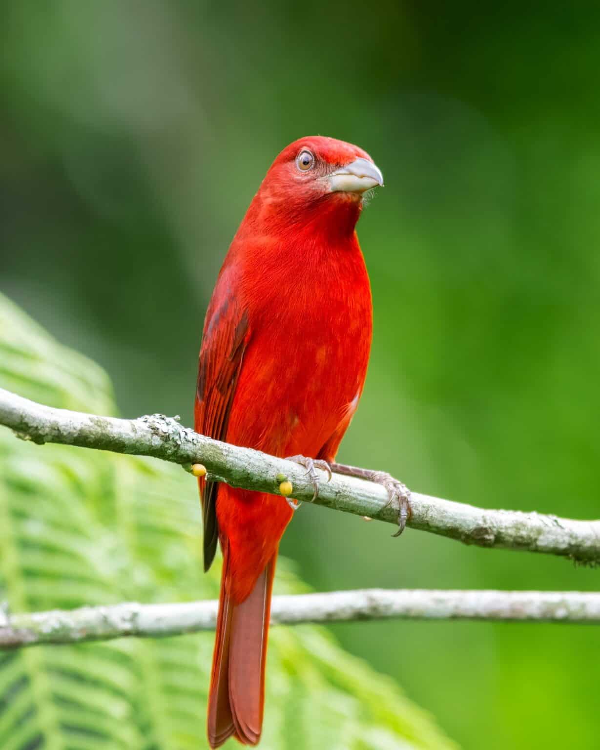 16 Red Birds That Aren’t Cardinals (With Pictures) - Bird Helpful