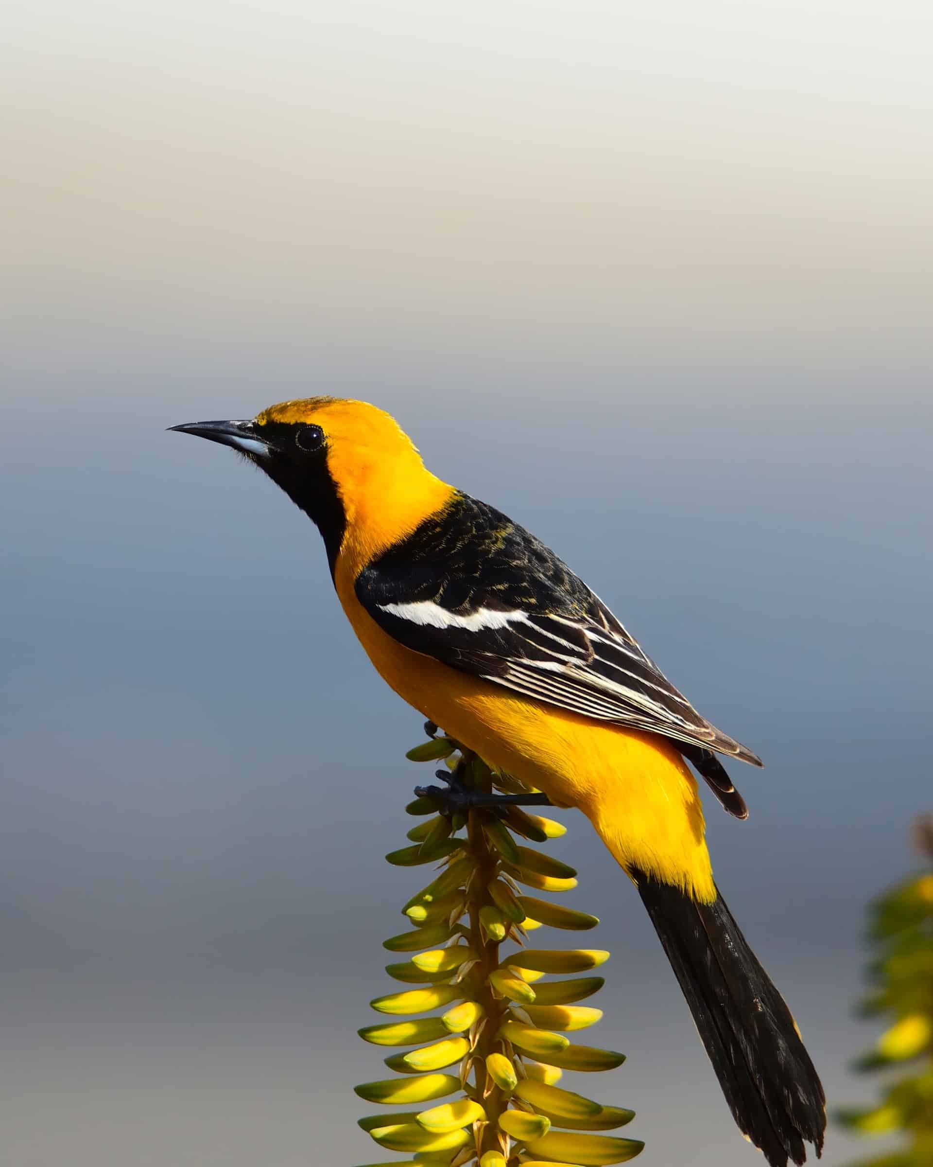 20 Yellow Birds With Black Wings