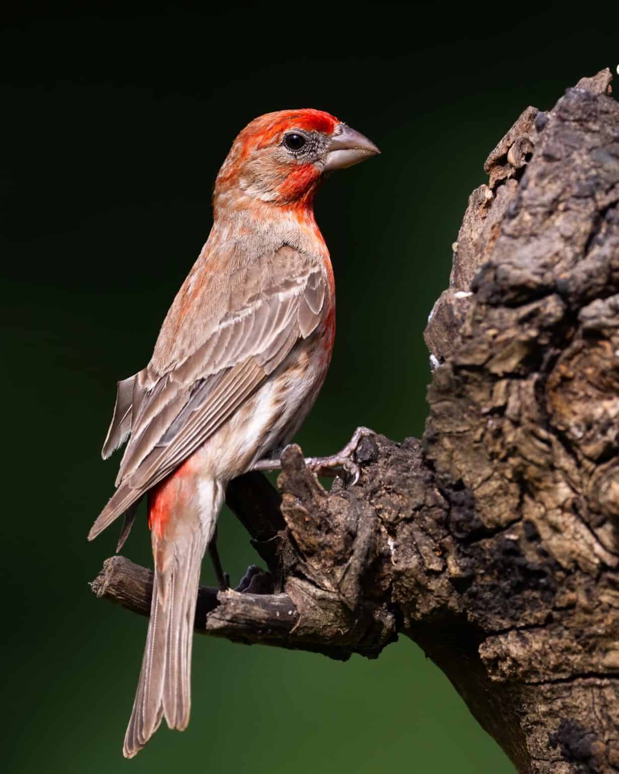 16 Red Birds That Aren’t Cardinals (With Pictures) - Bird Helpful