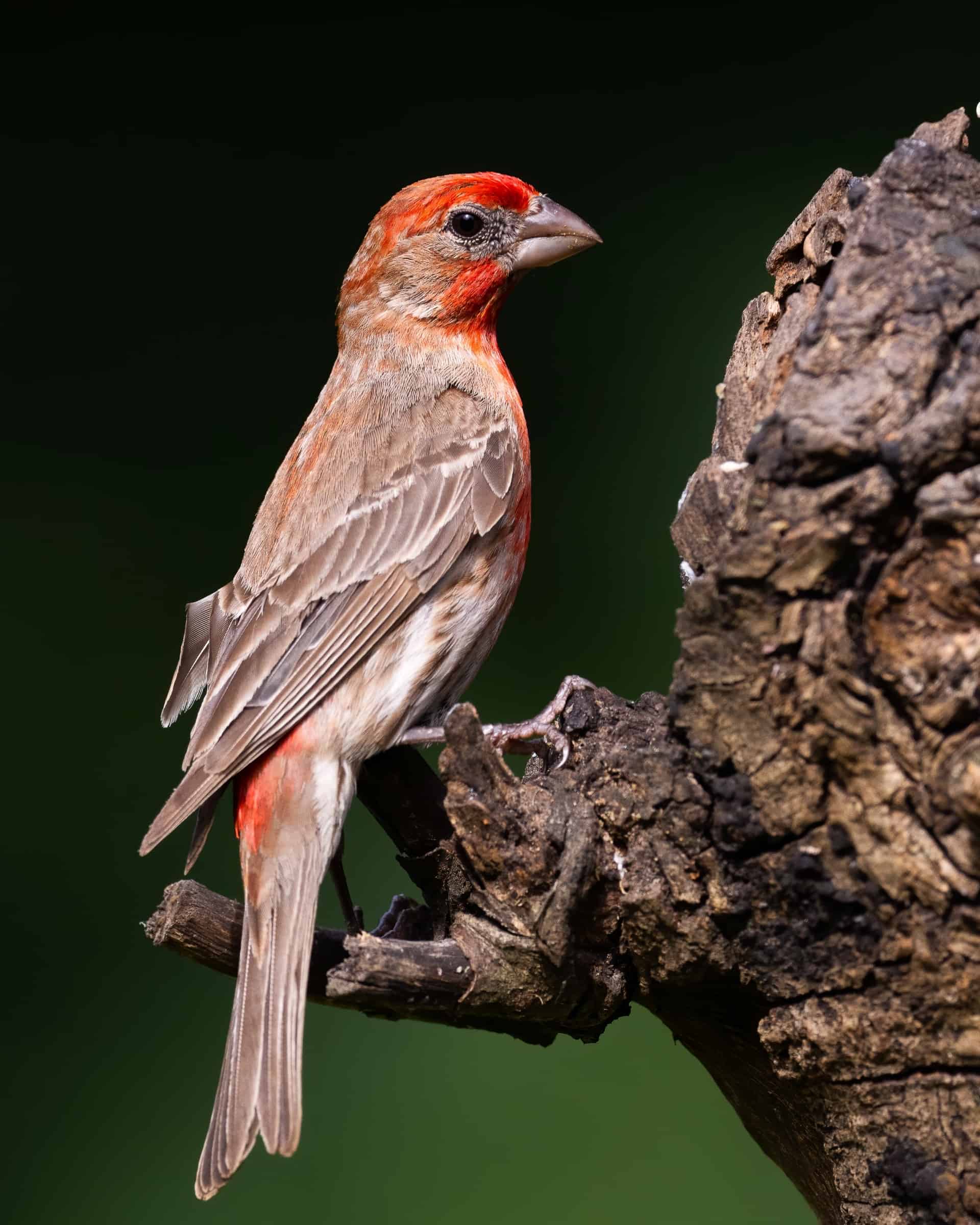 16 Red Birds That Aren’t Cardinals (With Pictures) - Bird Helpful