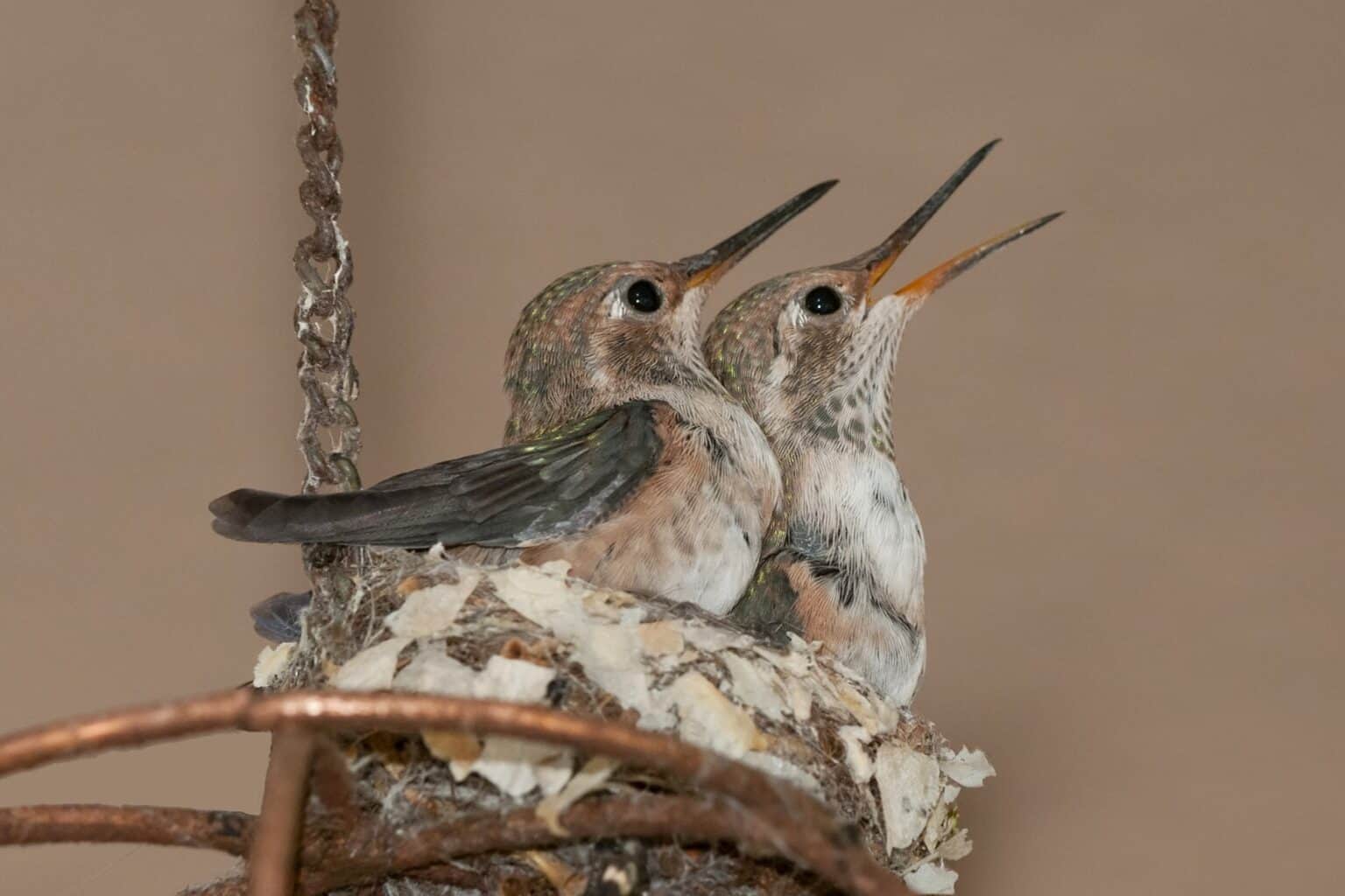 Baby Hummingbirds: Everything You Need to Know