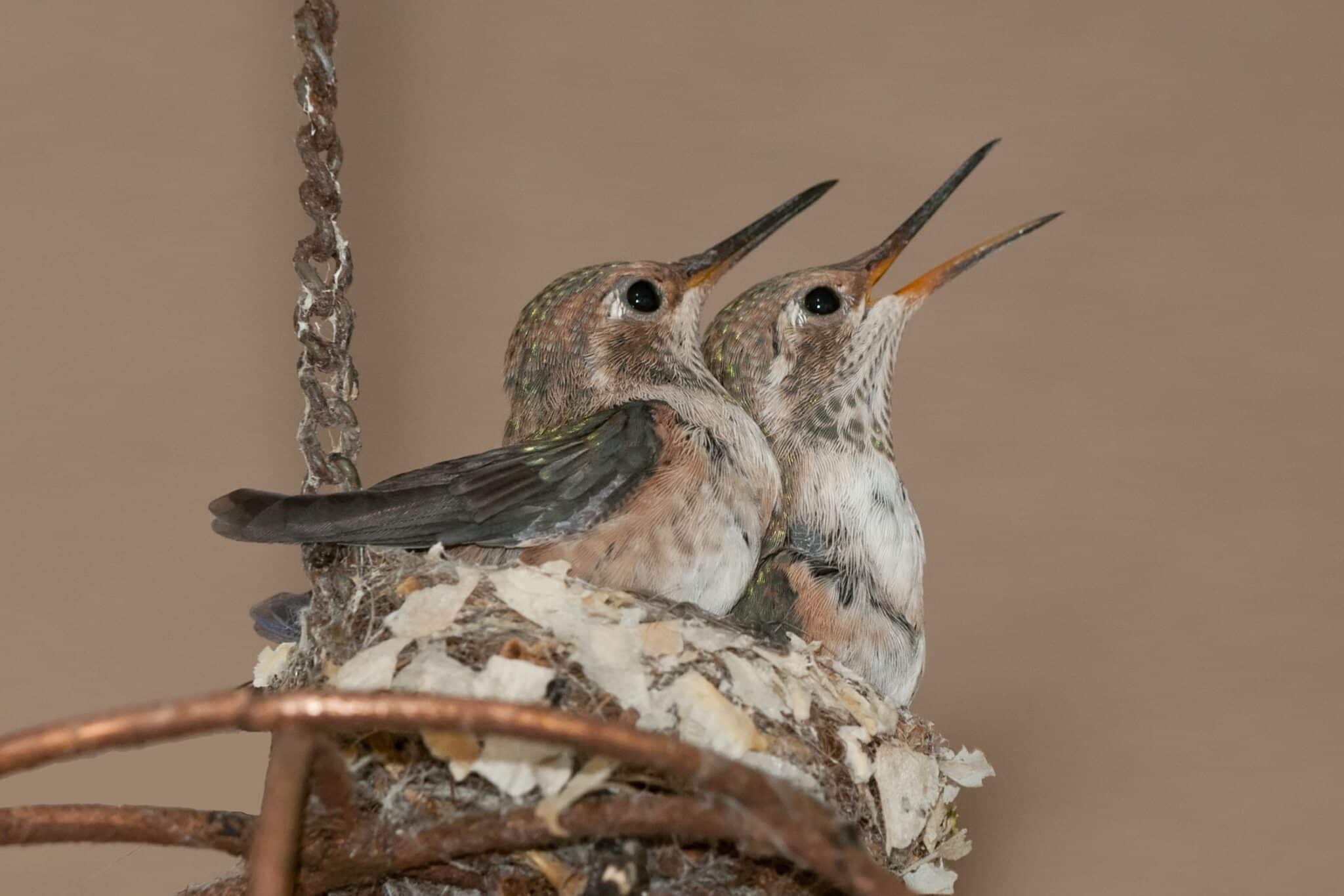 Baby Hummingbirds: Everything You Need to Know