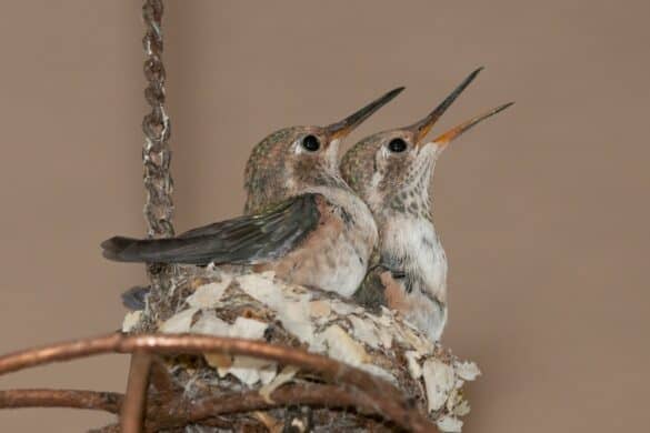 Baby Hummingbirds: Everything You Need to Know