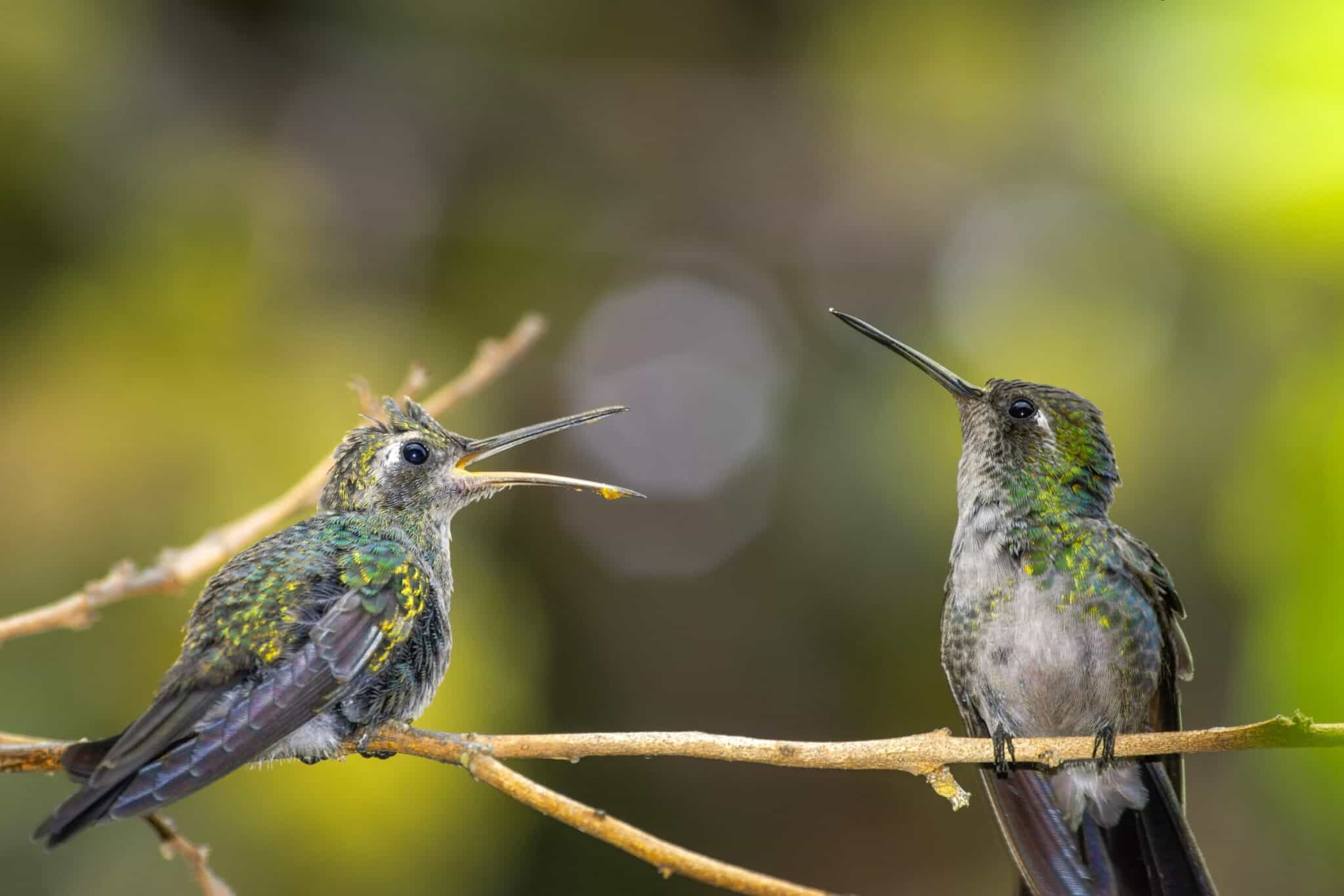 Baby Hummingbirds: Everything You Need to Know