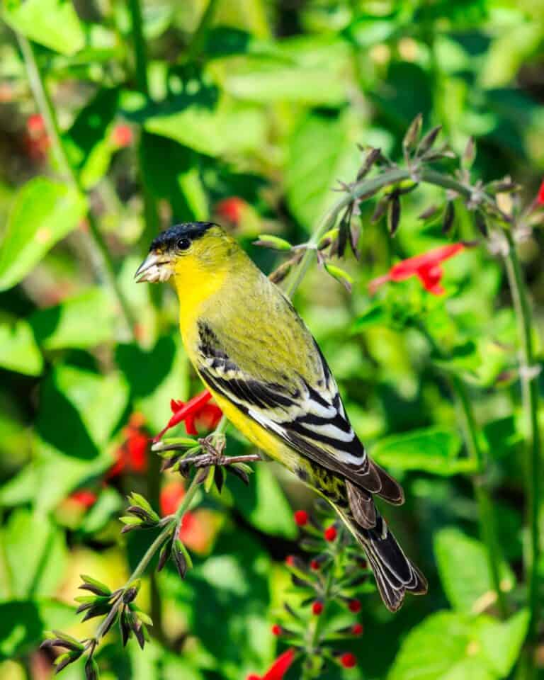 25 Small Yellow Birds to Brighten Your Day