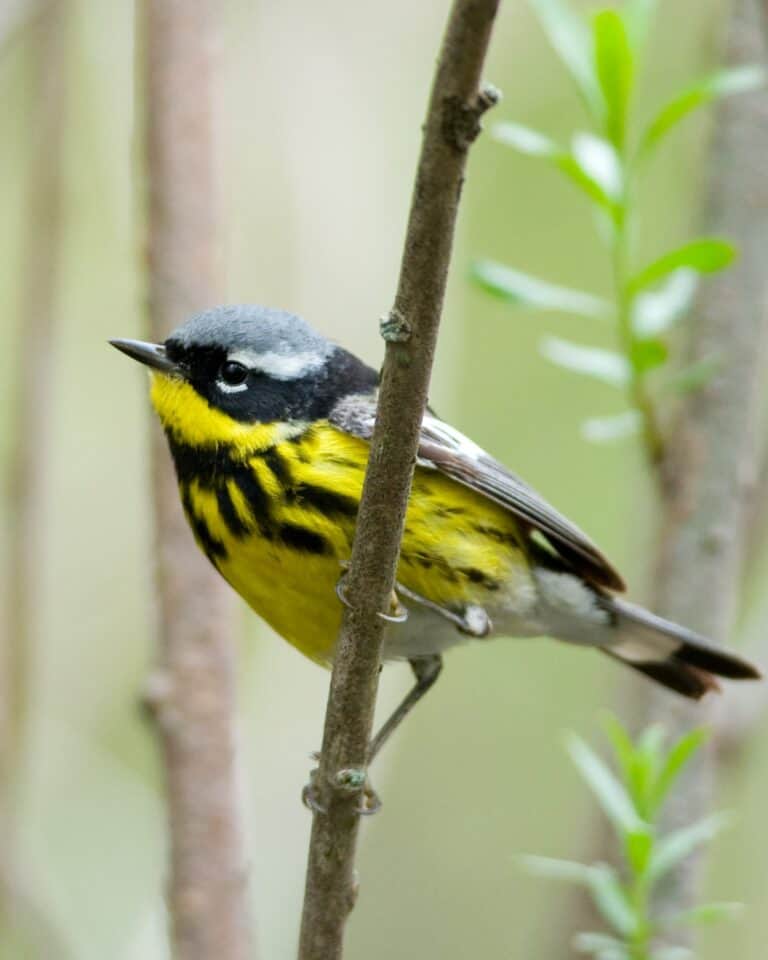 25 Small Yellow Birds to Brighten Your Day