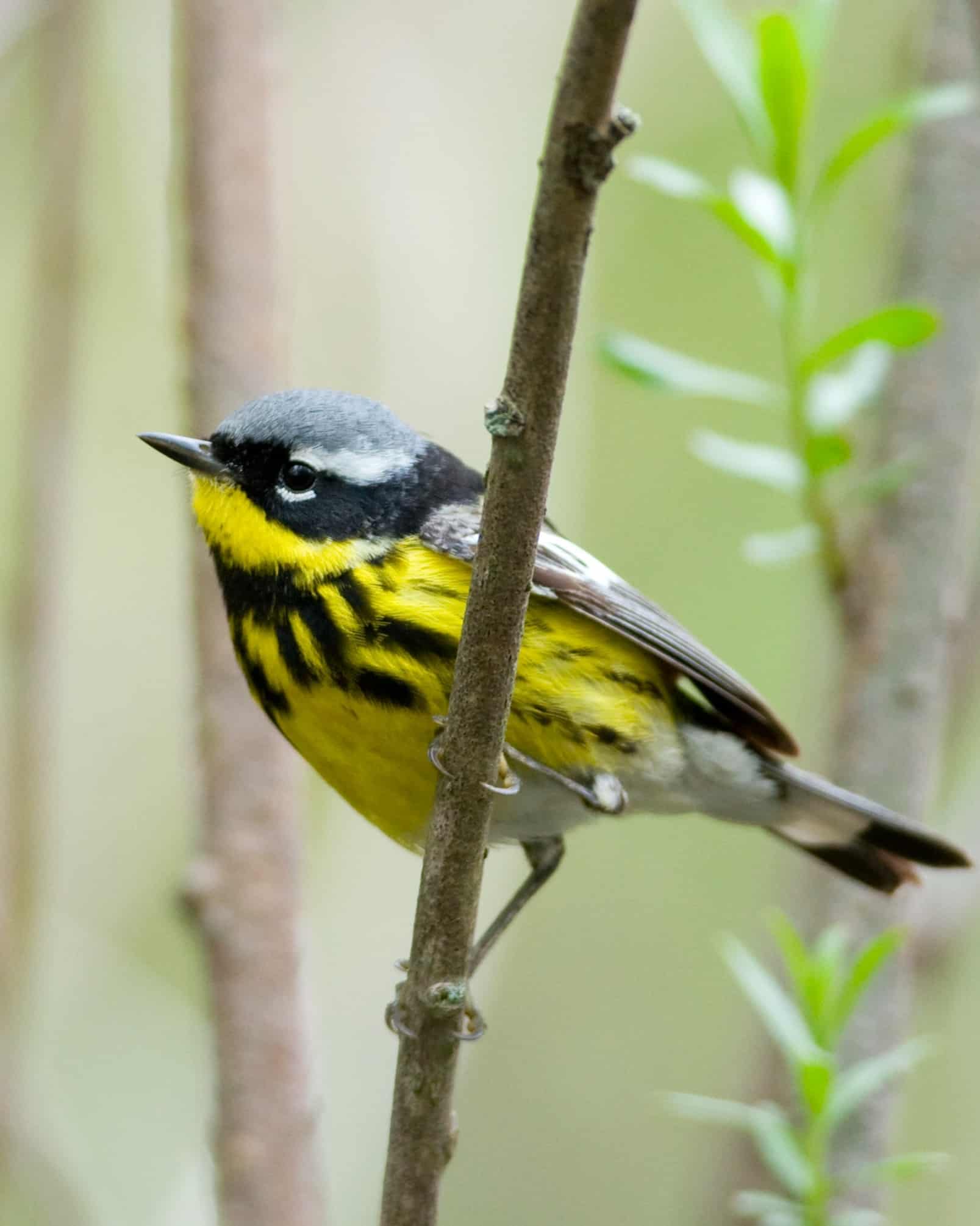 25 Small Yellow Birds to Brighten Your Day