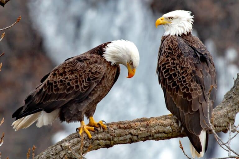 Male vs. Female Bald Eagles: What’s the Difference?