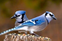Female Blue Jays: How Different Are They From Males?