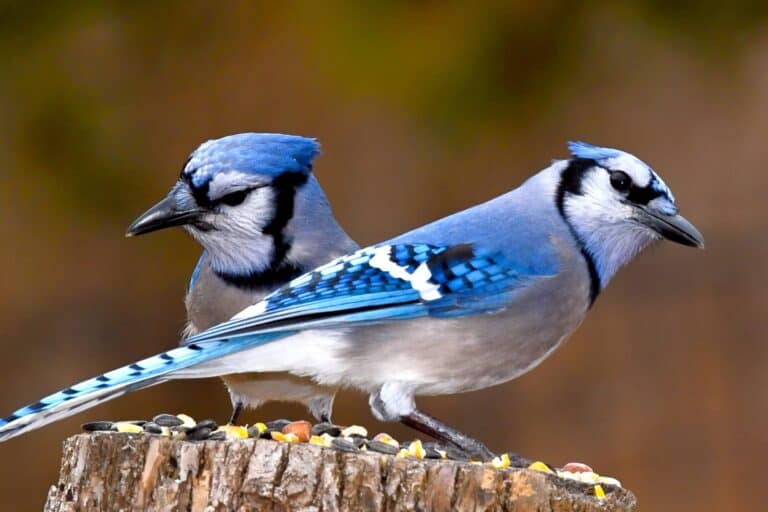 Female Blue Jays: How Different Are They From Males?