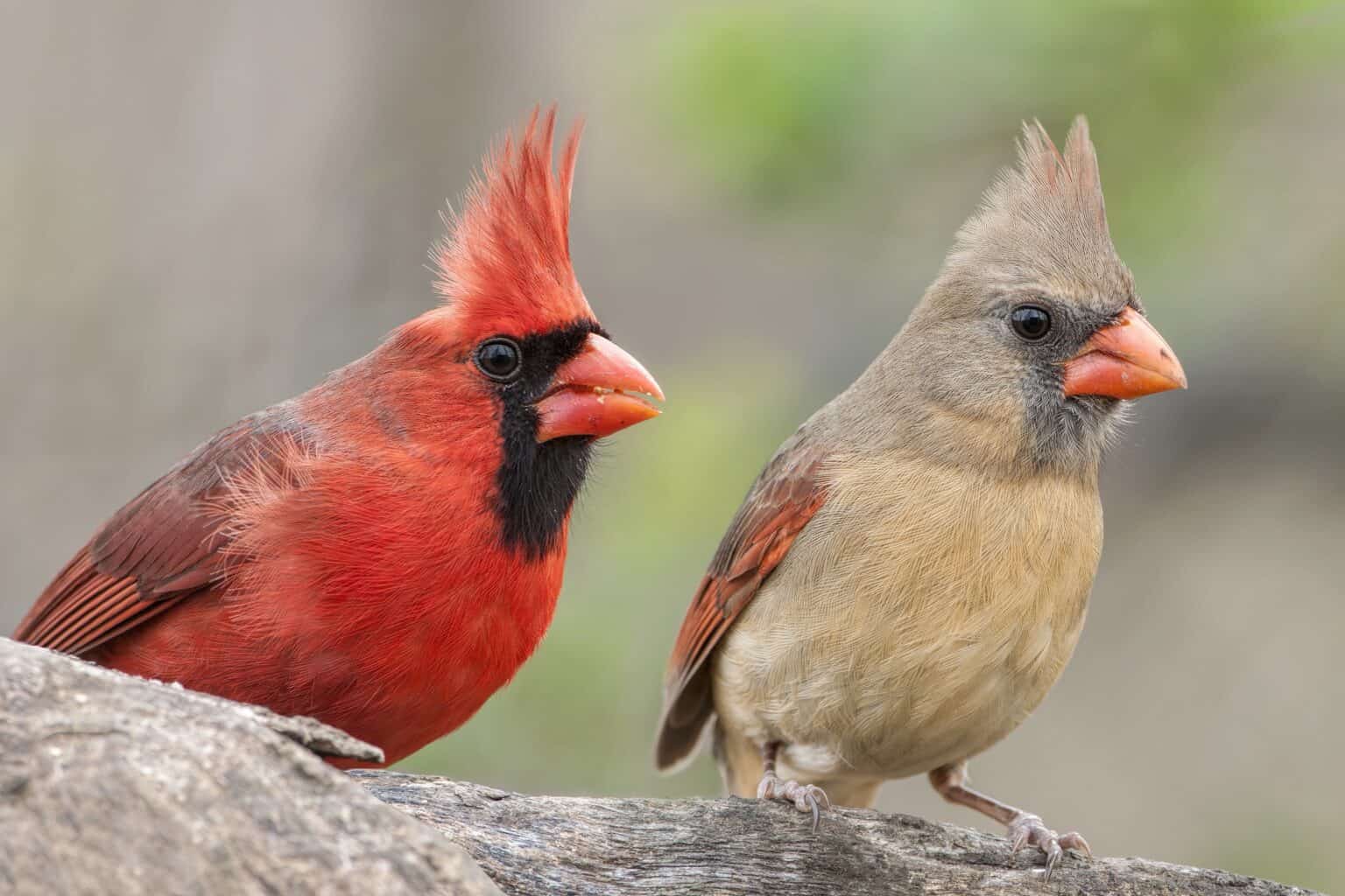 Male vs. Female Cardinals: What’s the Difference? - Bird Helpful