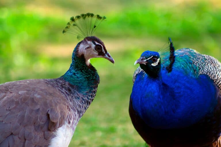 Male vs. Female Peacocks: What’s the Difference?
