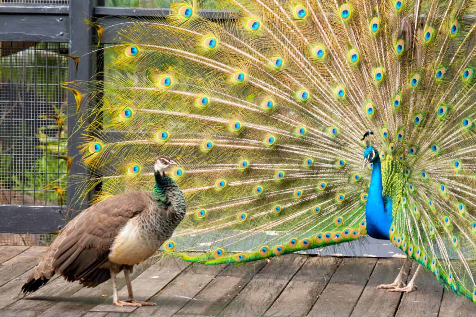 Male Vs Female Peacocks What s The Difference Male Vs Female Peacocks What s The Difference