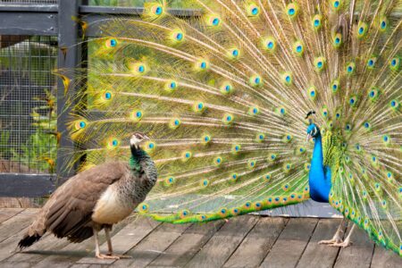 Male vs. Female Peacocks: What’s the Difference?
