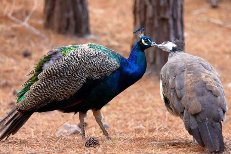Male vs. Female Peacocks: What’s the Difference?