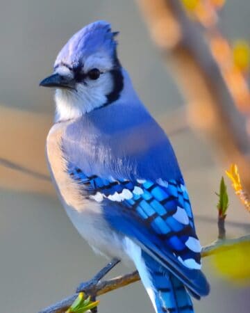 Female Blue Jays: How Different Are They From Males?