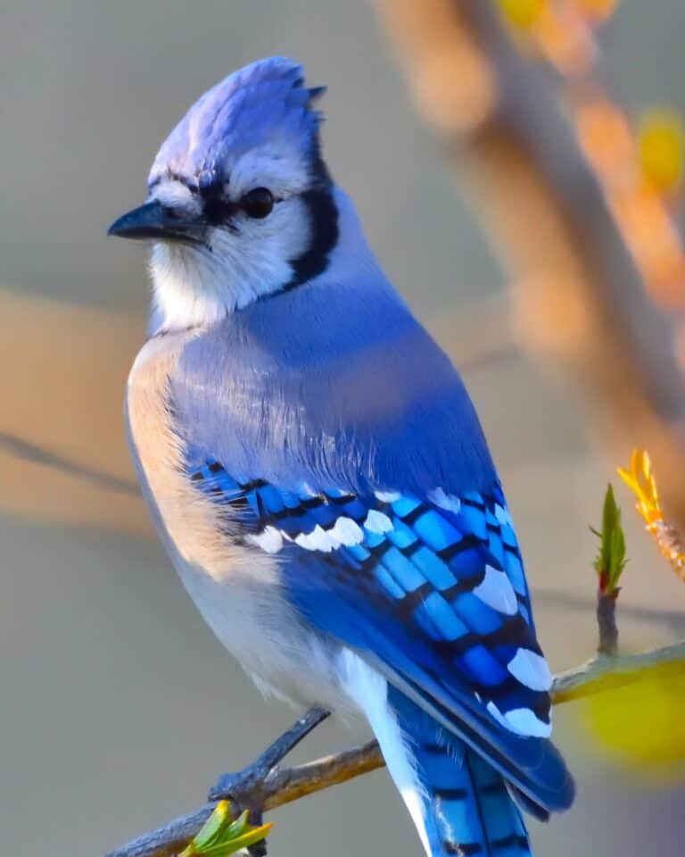 Female Blue Jays: How Different Are They From Males?