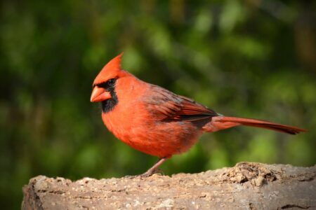Male vs. Female Cardinals: What’s the Difference? - Bird Helpful