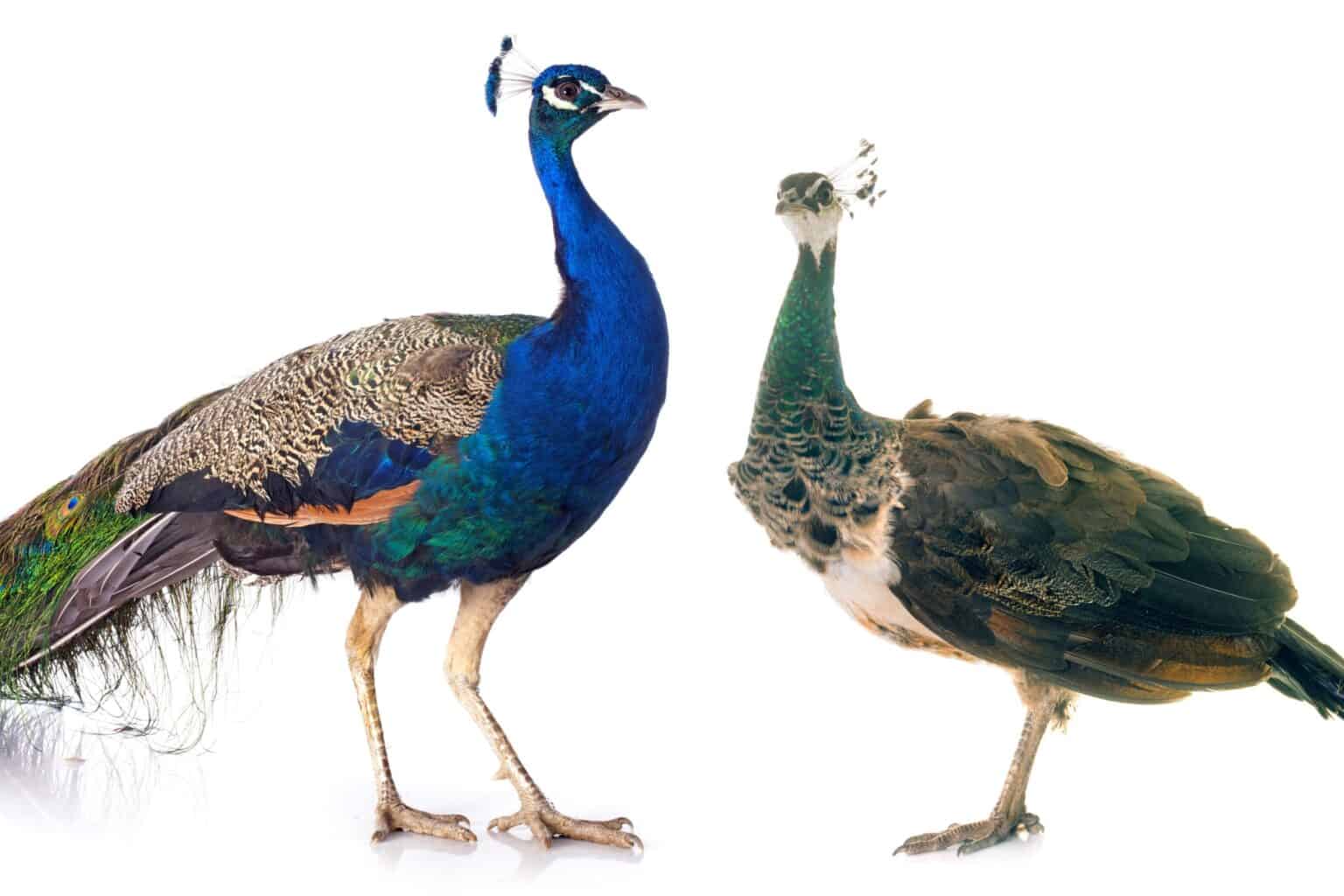 Male vs. Female Peacocks: What’s the Difference?