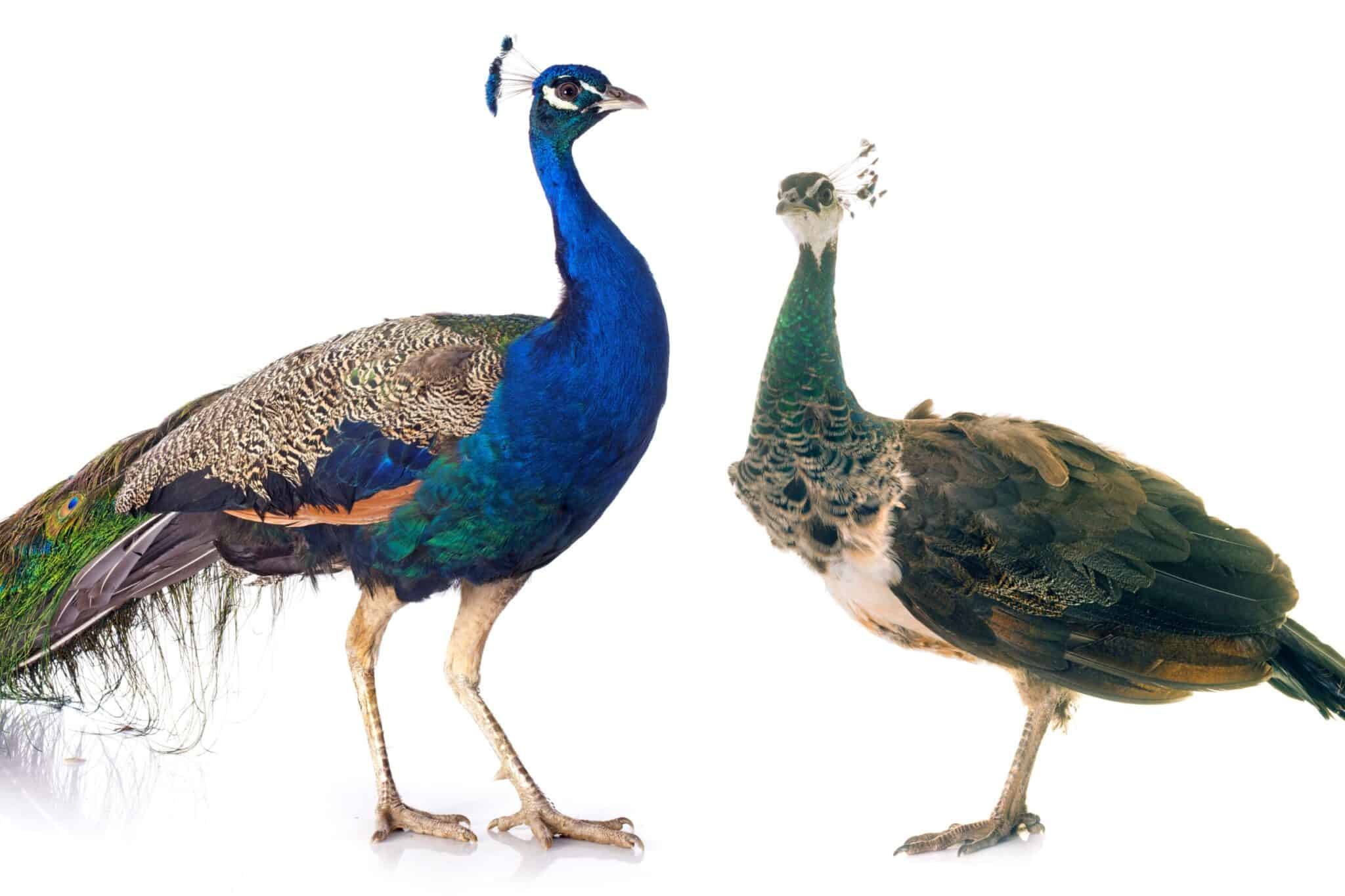 Male vs. Female Peacocks: What’s the Difference?