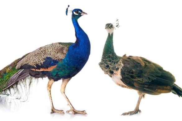 Male vs. Female Peacocks: What’s the Difference?