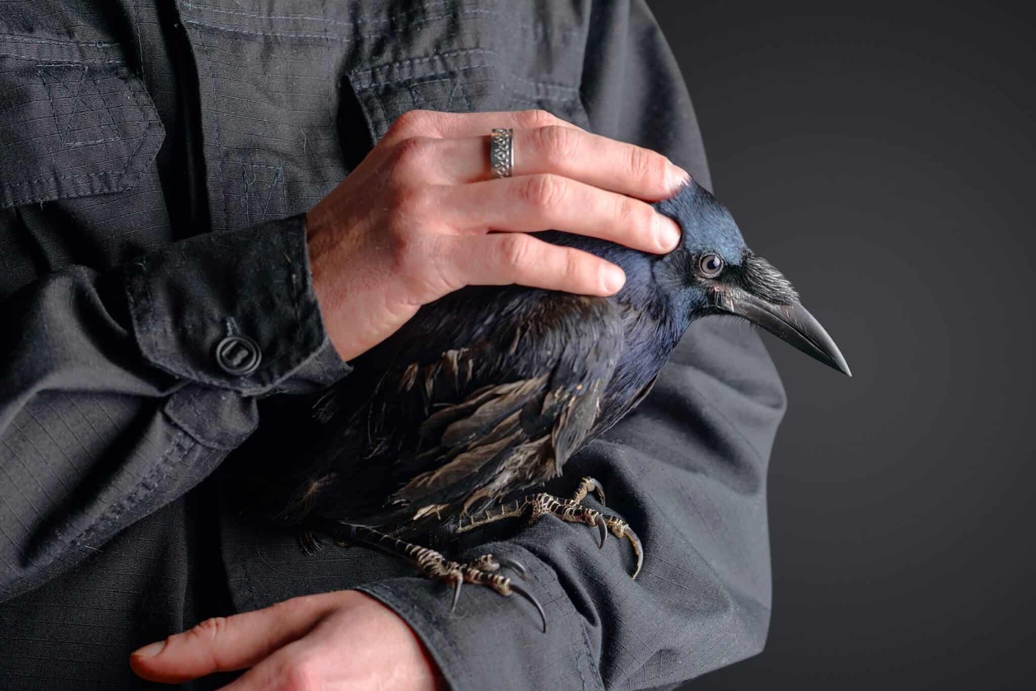 How to Befriend a Crow? (Step-By-Step Guide) - Bird Helpful