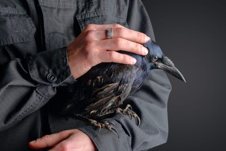 How to Befriend a Crow? (Step-By-Step Guide) - Bird Helpful